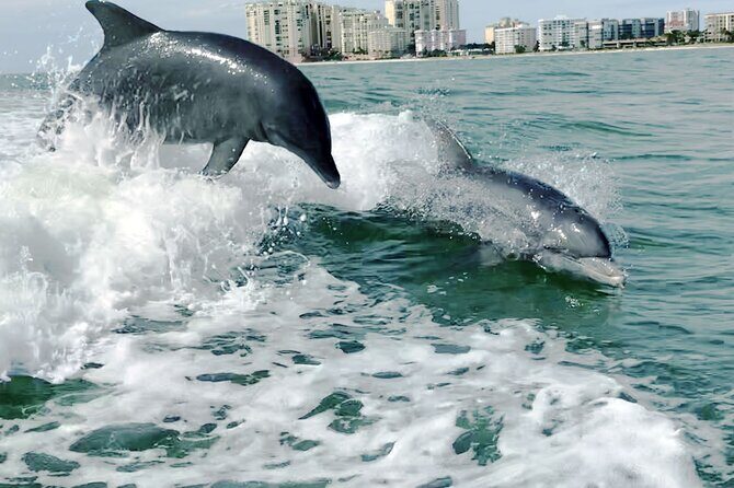 Private Best of Marco Island Dolphin Tour - Detailed Breakdown of the Itinerary