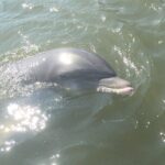 Private Best of Marco Island Tour - The Itinerary: A Closer Look at Each Stop