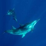 Private Big Island Snorkeling - The Itinerary: What to Expect