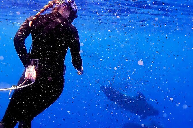 Private Biologist-Led Sea'fari (up to 10 passengers) - Why the Price Can Be Justified