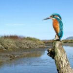 Private Birdwatching from Porto - An Overview of the Experience