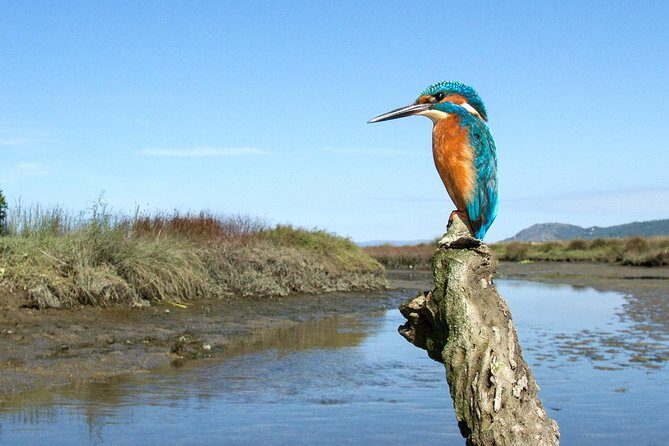 Private Birdwatching from Porto - An Overview of the Experience