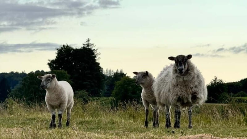 Private Car Tour: Limerick to Clare, Shannon,Bunratty,Burren - What You Can Expect on the Tour