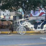 Private Carriage Tour of Galveston - Why a Private Horse-Drawn Carriage Tour of Galveston Stands Out
