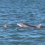 Private Charleston Dolphin and Eco Boat Tour - Itinerary Breakdown