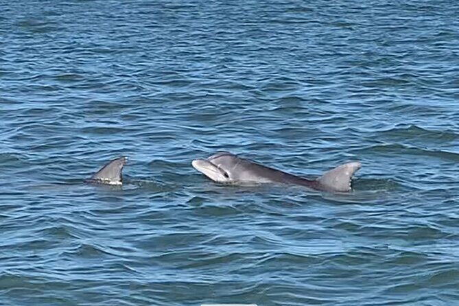 Private Charleston Dolphin and Eco Boat Tour - Itinerary Breakdown