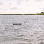 Private Charleston Dolphin Tour - The Itinerary: What to Expect
