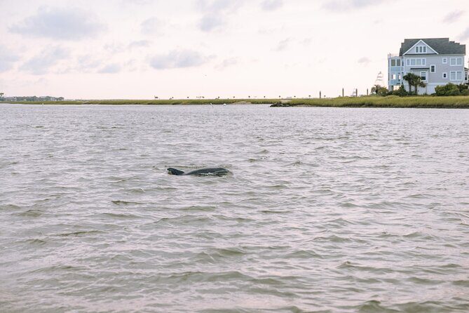 Private Charleston Dolphin Tour - The Itinerary: What to Expect