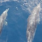 private charter 3 Hours Whale Encounter puerto colon adeje - Pricing and Value