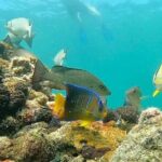 Private Charter 6 Passenger Sandbar, Snorkel, Dolphins - The Balance of Price and Value