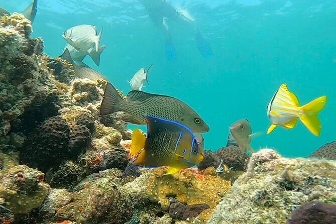 Private Charter 6 Passenger Sandbar, Snorkel, Dolphins - The Balance of Price and Value