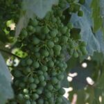 Private, Customized Napa Valley Wine Tasting Tour 6To14 passenger - The Practicalities: Pricing, Duration, and Value