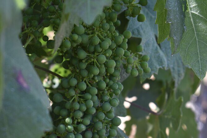 Private, Customized Napa Valley Wine Tasting Tour 6To14 passenger - The Practicalities: Pricing, Duration, and Value