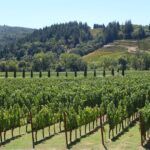Private, Customized Sonoma Valley Wine Tour - The Experience: What Makes It Stand Out