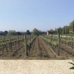 Private day tour Arrábida, Palmela Castle, tiles and Winery - The Itinerary in Detail