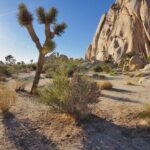 Private Day Tour to Joshua Tree National Park from San Diego - Practical Details and Value