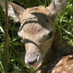 Private Deer Park Tour and Day Out in Leek - What to Expect on the Deer Park Tour