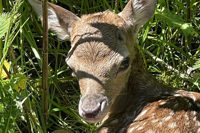 Private Deer Park Tour and Day Out in Leek - What to Expect on the Deer Park Tour