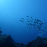 Private diving baptism in the Golf of Calvi - The Itinerary: Step-by-Step