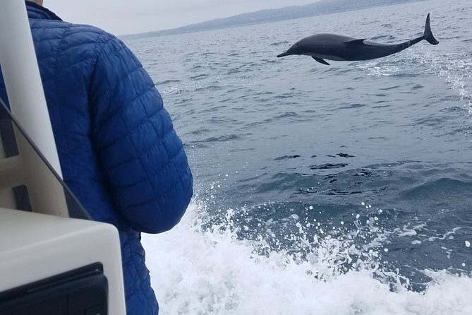 Private Dolphin and Whale Watching Tour in Newport Beach - Who Would This Tour Suit Best?
