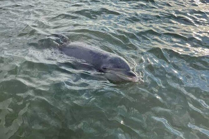 Private Dolphin Boat Tour in Hilton Head Island - The Value and Cost