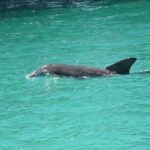 Private Dolphin Spotting Thrill Ride in Destin - The Itinerary: A Closer Look