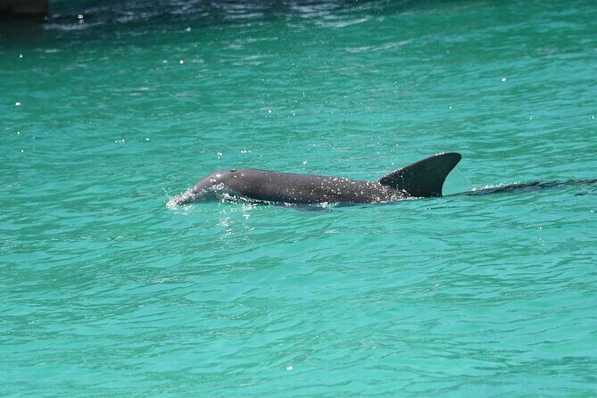 Private Dolphin Spotting Thrill Ride in Destin - The Itinerary: A Closer Look