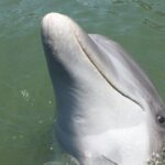 Private Dolphins and Daufuskie Island Stop Tour - The Voyage and Wildlife Encounters