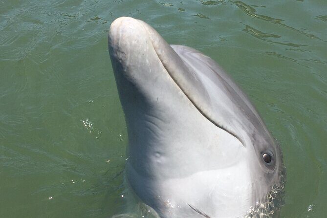 Private Dolphins and Daufuskie Island Stop Tour - The Voyage and Wildlife Encounters