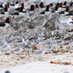 Private Everglades National Park Photography, Birding and Wildlife Safari - Practical Details: Getting the Most Out of Your Tour