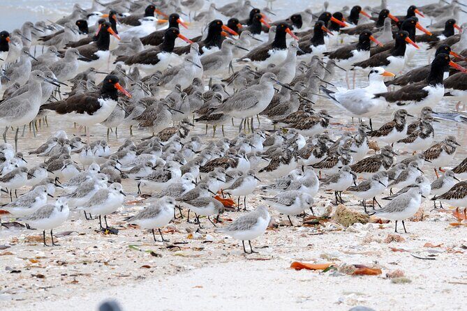 Private Everglades National Park Photography, Birding and Wildlife Safari - Practical Details: Getting the Most Out of Your Tour