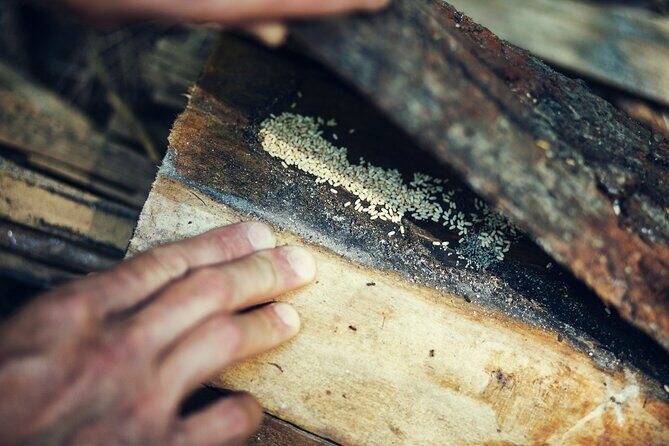 Private Experience in Wildlife Survival School in Bulgaria - Practical Details and Considerations