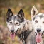 Private Fall Foliage Mushing Cart Ride in Fairbanks - An In-Depth Look at the Experience