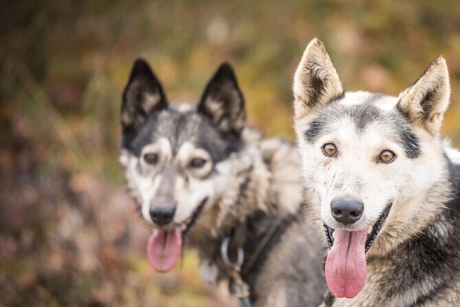 Private Fall Foliage Mushing Cart Ride in Fairbanks - An In-Depth Look at the Experience