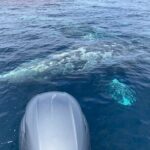 Private Family Whale & Dolphin Adventure in San Diego - Wildlife Encounters and Guest Experiences