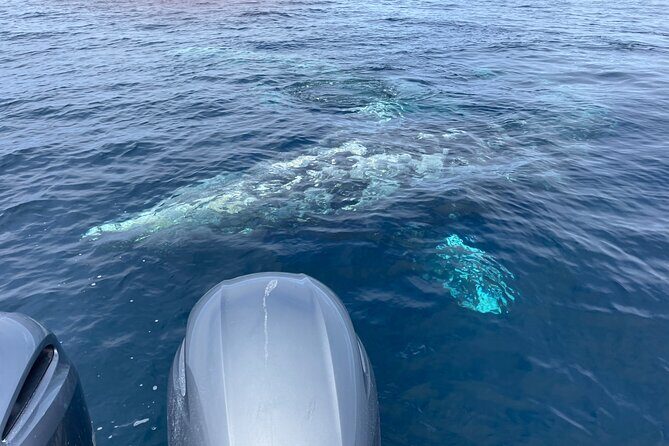 Private Family Whale & Dolphin Adventure in San Diego - Wildlife Encounters and Guest Experiences