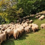 Private Full-Day Hiking Tour in Piatra Craiului National Park - What Makes This Tour Stand Out?