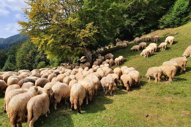 Private Full-Day Hiking Tour in Piatra Craiului National Park - What Makes This Tour Stand Out?