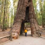 Private Giant Sequoia Grove Hike - Who Will Love This Tour?