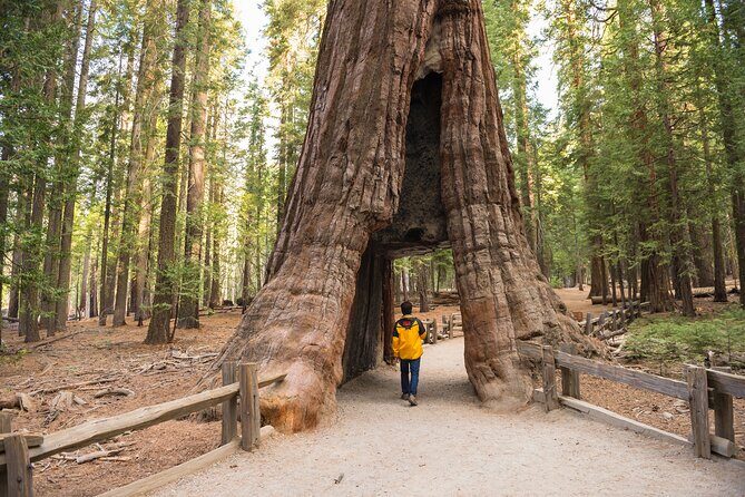 Private Giant Sequoia Grove Hike - Who Will Love This Tour?