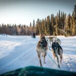 Private Guided Dog Sledding on the Historic Yukon Quest Trail - The Trail and Mushing Experience