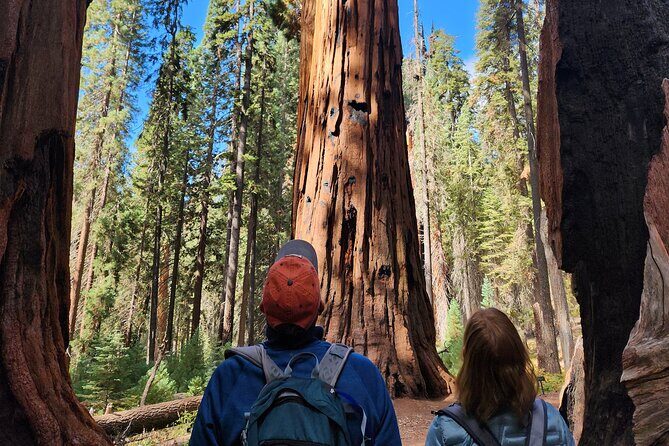 Private Guided Hiking Tour - Sequoia National Park - Analyzing the Cost and Overall Value