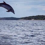 Private Guided Sunset Dolphin Watching in Adriatic Sea - What Makes This Tour Stand Out?