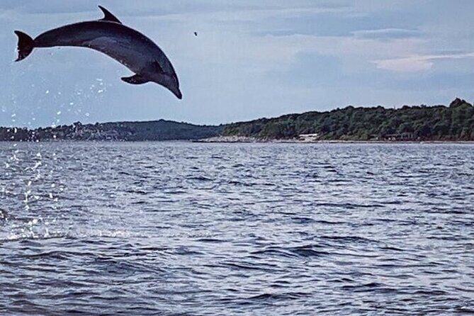 Private Guided Sunset Dolphin Watching in Adriatic Sea - What Makes This Tour Stand Out?