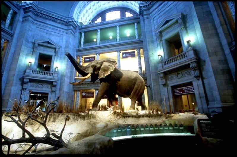 Private Guided Tour of The Natural History Museum - Why Is This Tour a Great Choice?