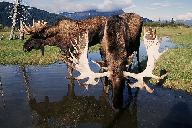 Private Half-Day Nature Tour from Anchorage - The Experience: What You Can Expect