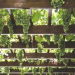 Private Half Day Txakoli Wine Tour & Getaria Fishing Village - Why Travelers Rave About This Experience