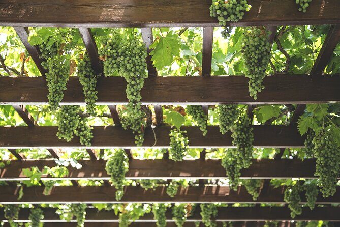 Private Half Day Txakoli Wine Tour & Getaria Fishing Village - Why Travelers Rave About This Experience