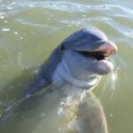 Private Hilton Head Dolphin Tour - Key Points