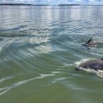Private Hilton Head Sunset Dolphin Tour - A Breakdown of the Itinerary & Stops